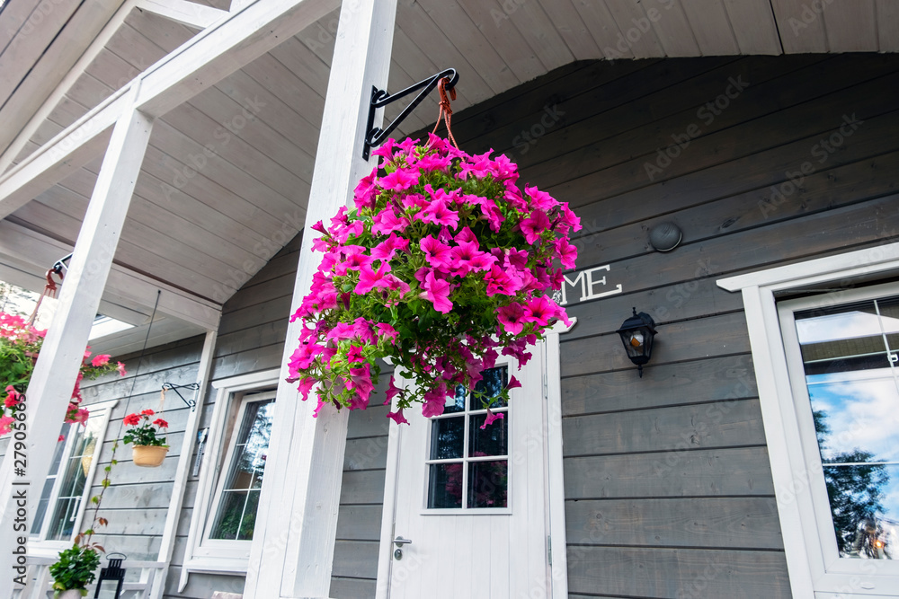 Petunia ampelnaya in the pots on the porch of a country house, flowers ...