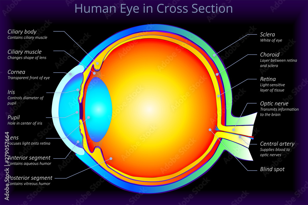 Human Eye in Cross Section Stock Vector | Adobe Stock