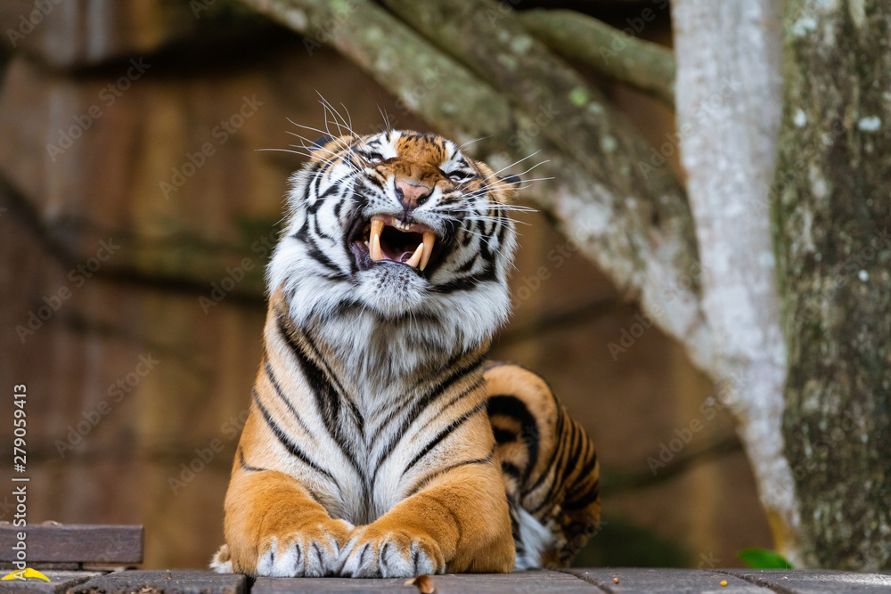 Tiger trying to smile and showing its teeth Stock Photo | Adobe Stock