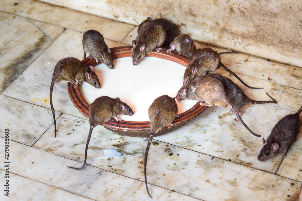 India Temple Rats Drinking Milk