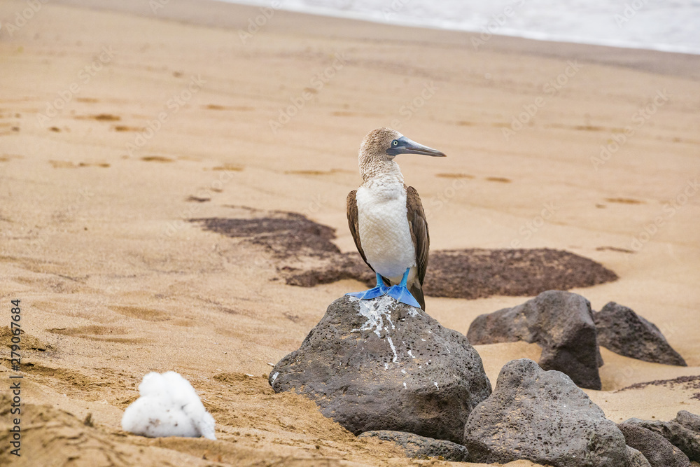 Galapagos animals: Blue-footed Booby and chick - Iconic and famous ...