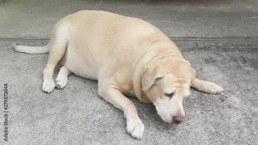 Fat labrador retriever 11 year old breathless , Shortness of breath on ...
