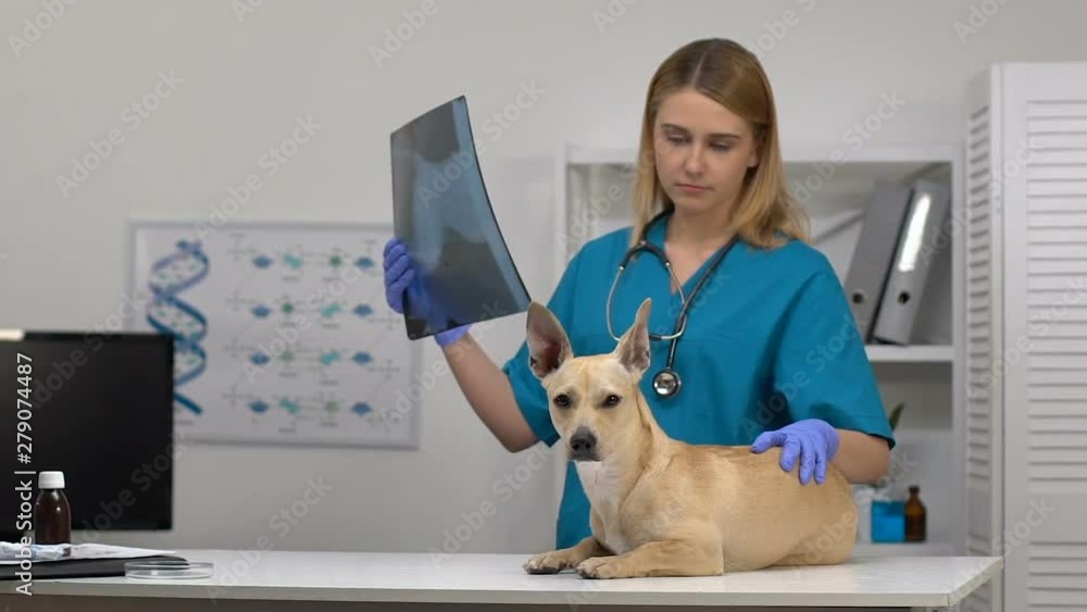 Female vet looking at x-ray image, stroking dog on table, pet health ...