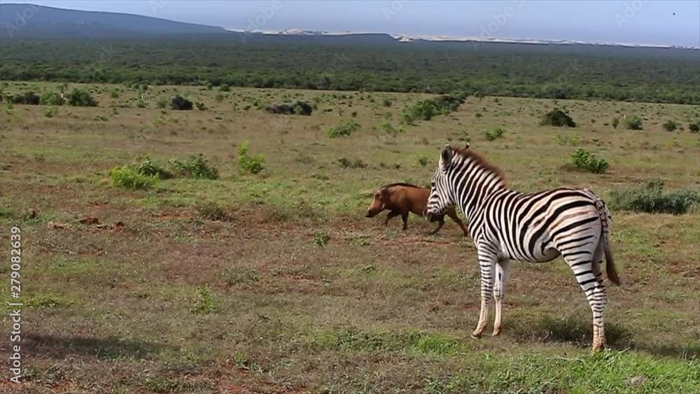 Plains zebra stands still on green grass as a small warthog walks by ...