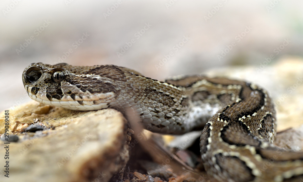 Russell's viper ( Daboia russelii ),venomous snake living in South Asia ...