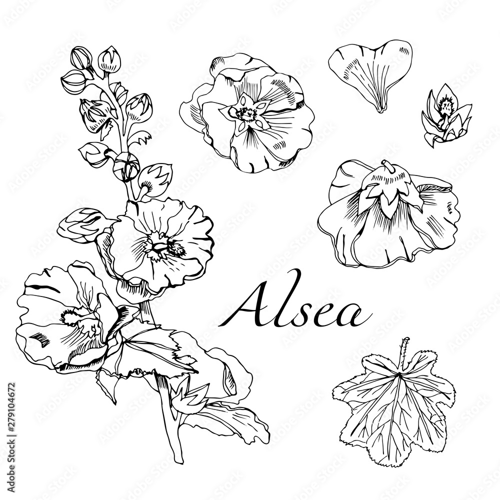 Set with bouquet and single flowers of mallow and leaves. Hand drawn ...