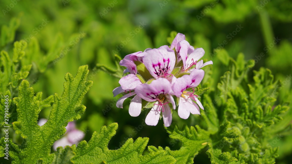 Pelargonium Attar of Roses Scented Geranium beautiful flowers and green ...