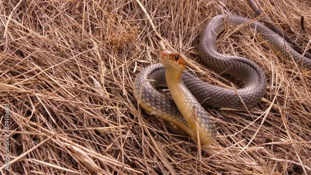 Caspian whipsnake (Coluber caspius or Dolichophis caspius) the largest ...