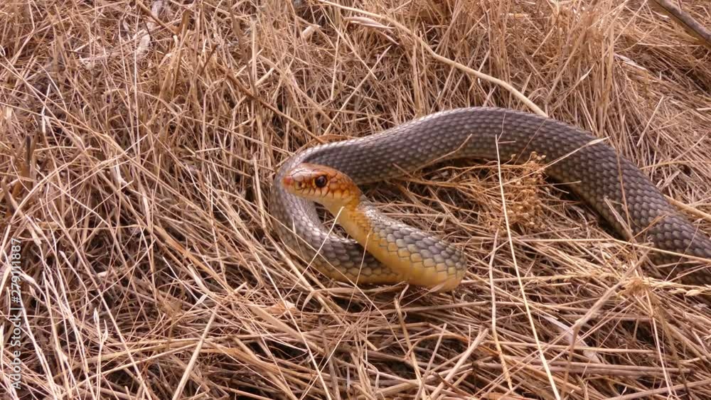 Caspian whipsnake (Coluber caspius or Dolichophis caspius) the largest ...