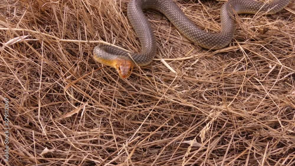 Caspian whipsnake (Coluber caspius or Dolichophis caspius) the largest ...