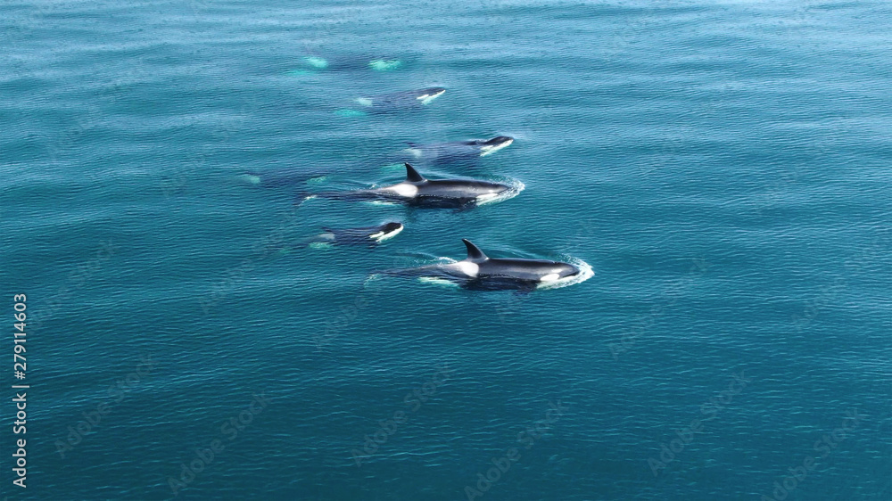 Wild Orcas killerwhales pod traveling in open water in the ocean Stock ...