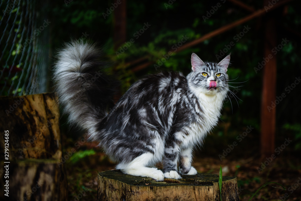 White Cat Outside