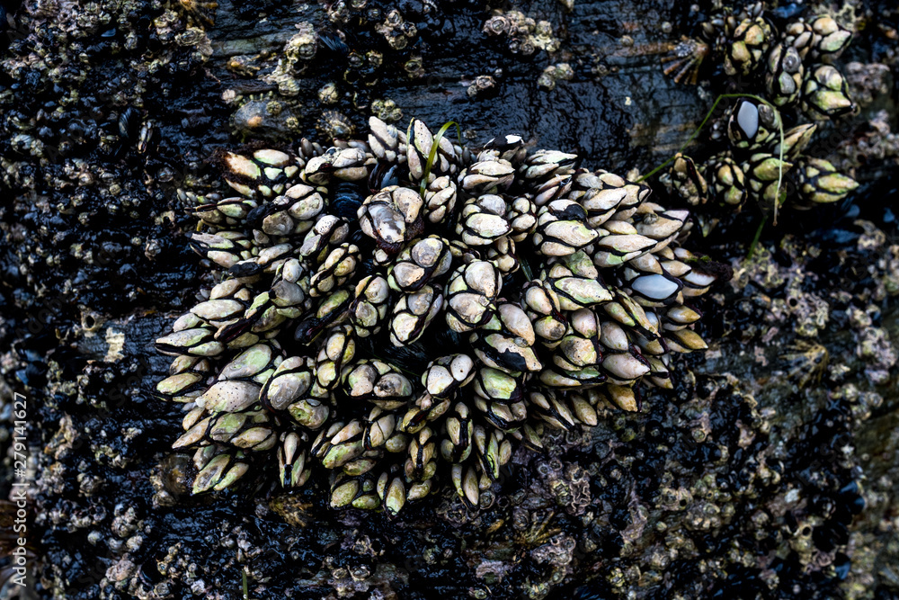 Goose Neck Barnacle (Pollicipes pollicipes) growing in a rock. The ...