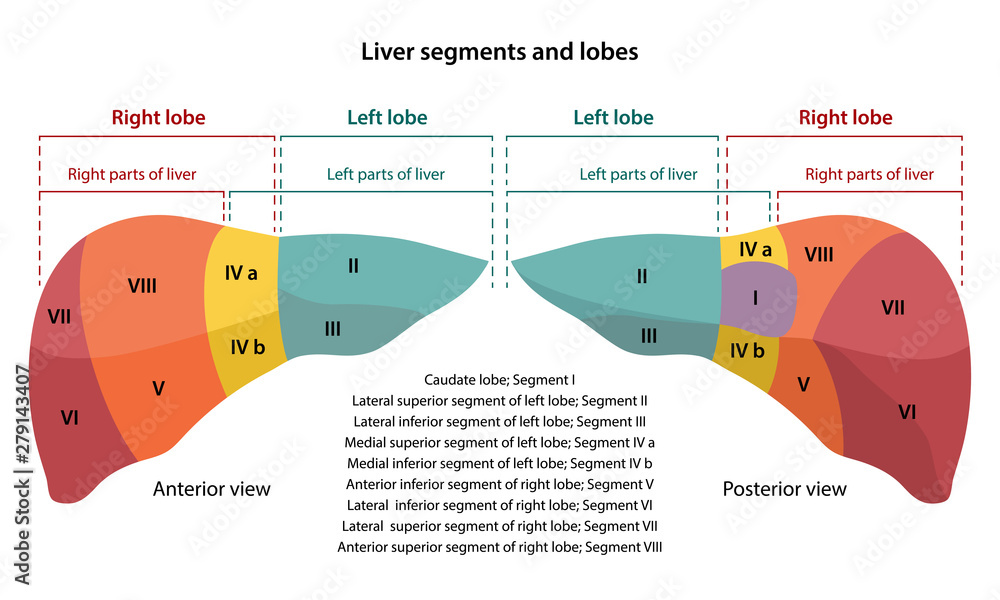 Anatomy of the human liver with description of the segments and lobes ...