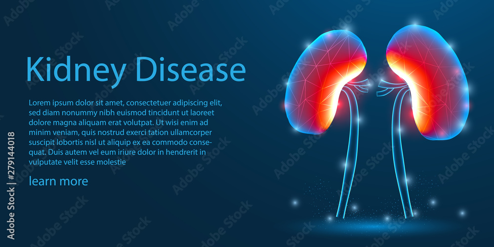 Human Kidney Anatomy Ppt