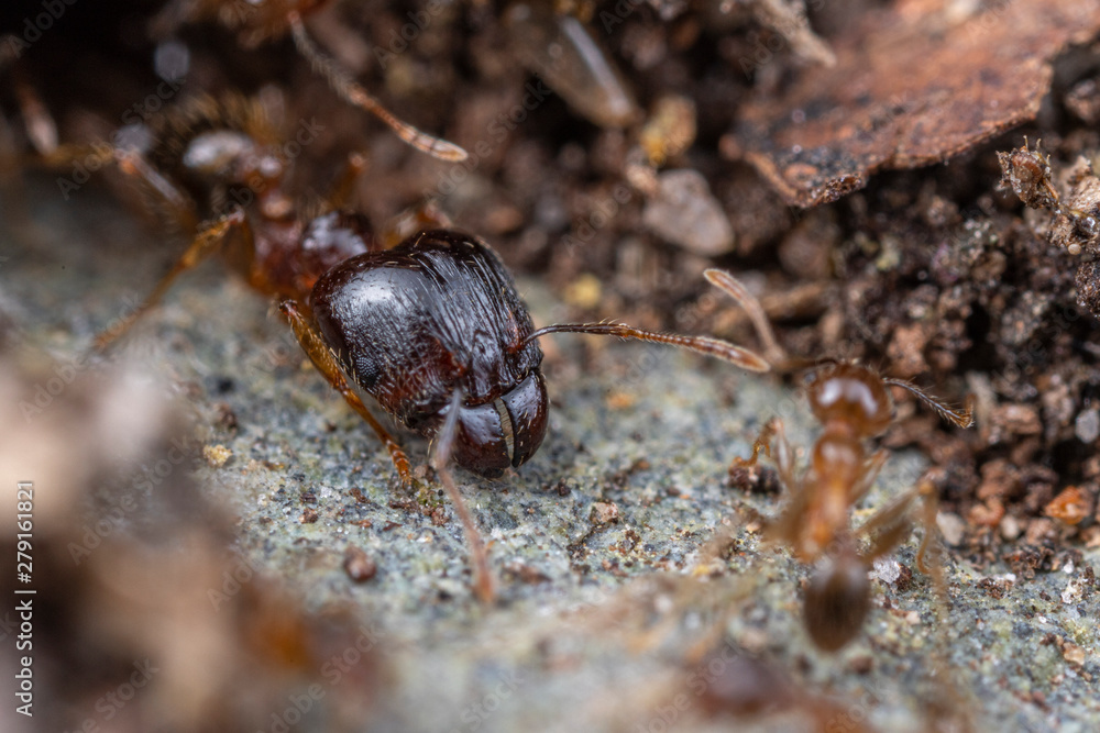 Major caste of Pheidole megacephala, the invasive coastal brown ant (or ...