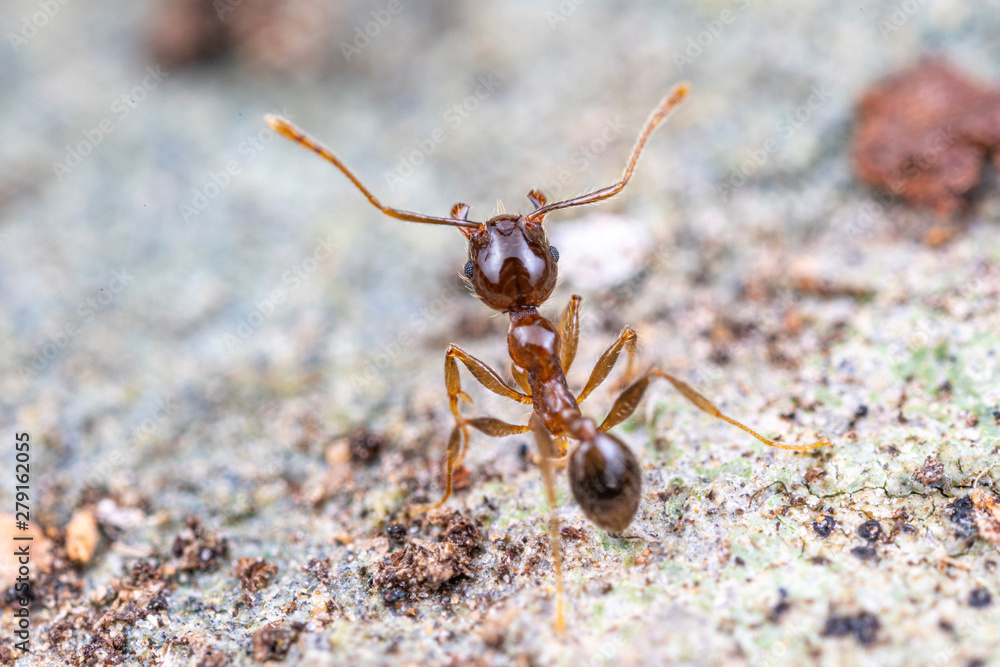 Pheidole megacephala, the invasive coastal brown ant (or, big-headed ...