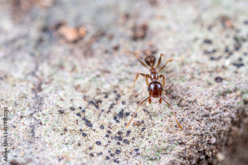 Pheidole megacephala, the invasive coastal brown ant (or, big-headed ...