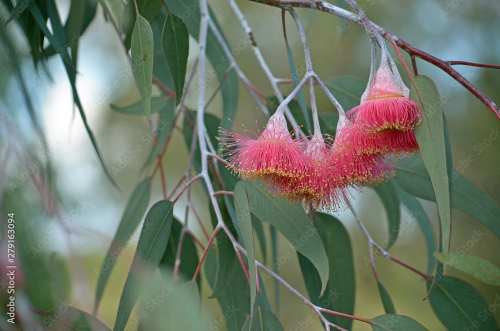 Pink blossoms and grey green leaves of the Australian native mallee ...