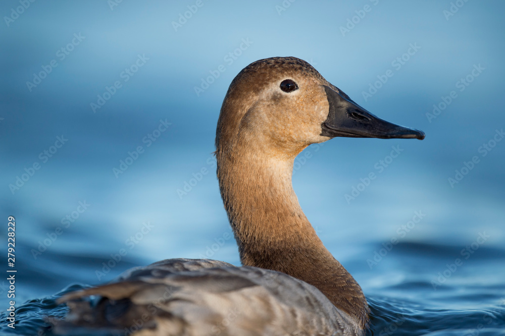 Hen Canvasback