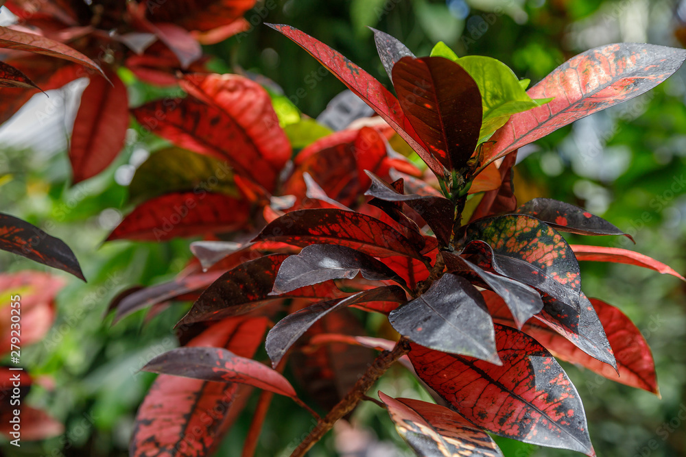 Codiaeum variegatum. An outstanding colorful, multicolor and shapes of ...