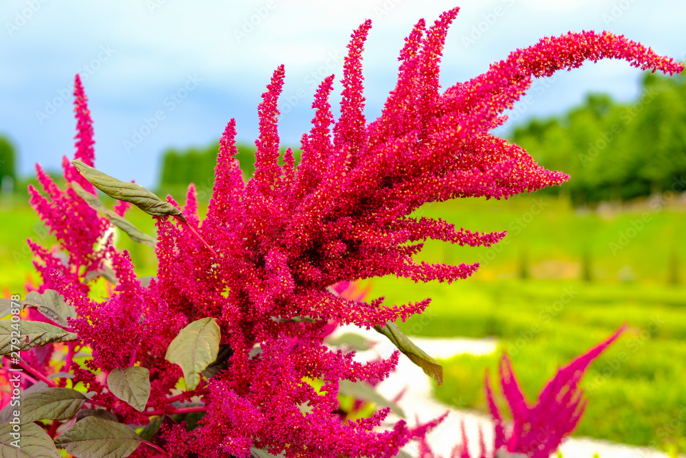 Amaranth Flower