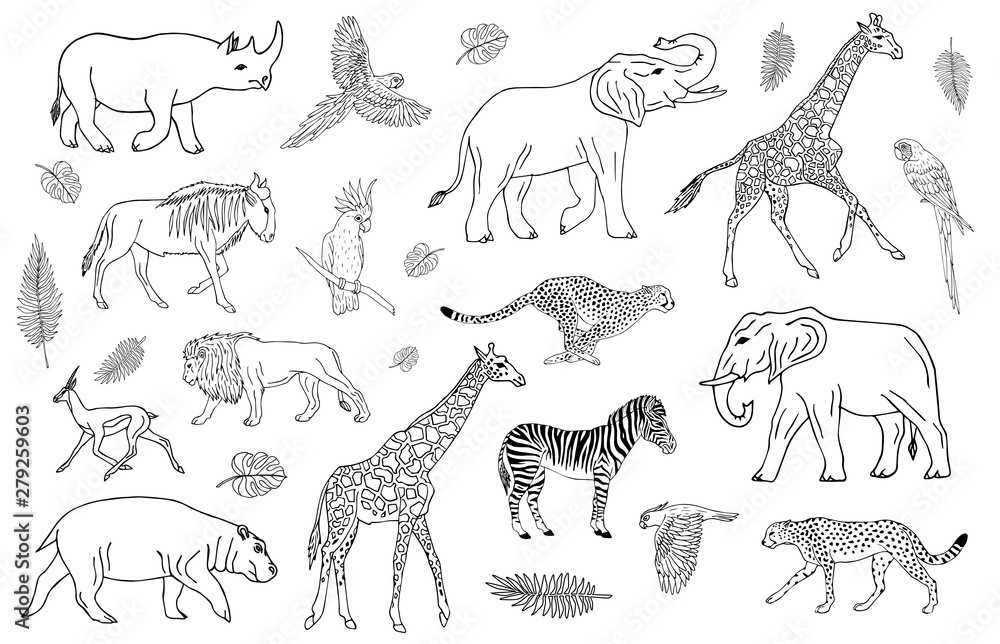 Vector set collection of outline hand drawn sketch African animals ...