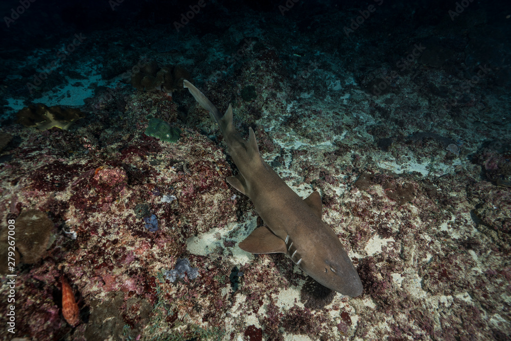 Arabian Bamboo Shark