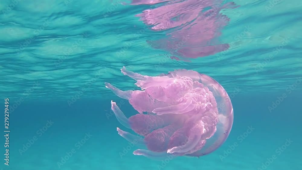 A Rhizostoma pulmo, commonly known as barrel jellyfish, dustbin-lid ...