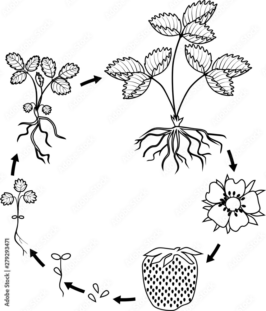 Coloring Page With Life Cycle Of Strawberry Isolated On White Background Plant Growth Stage