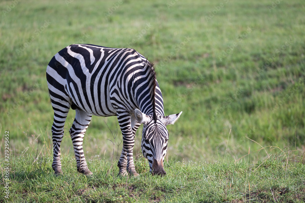Zebras Landscape