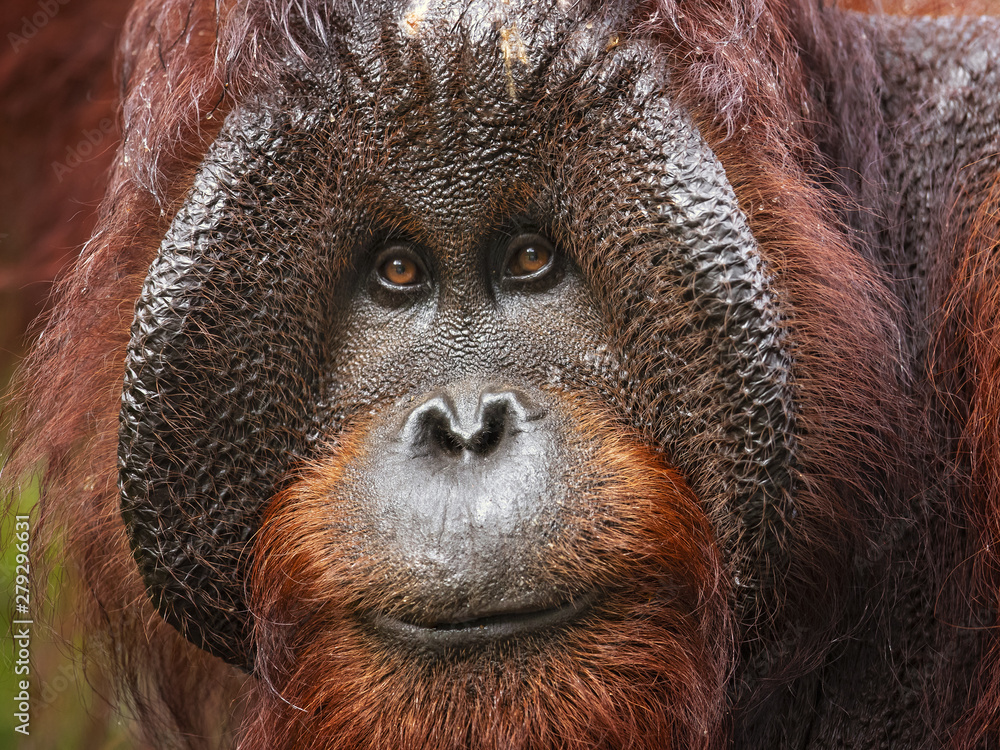 Bornean orangutan (Pongo pygmaeus) is a species of orangutan native to ...