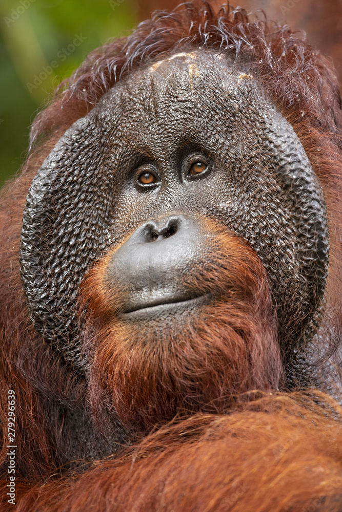 Bornean orangutan (Pongo pygmaeus) is a species of orangutan native to ...