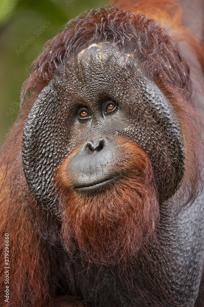 Bornean orangutan (Pongo pygmaeus) is a species of orangutan native to ...