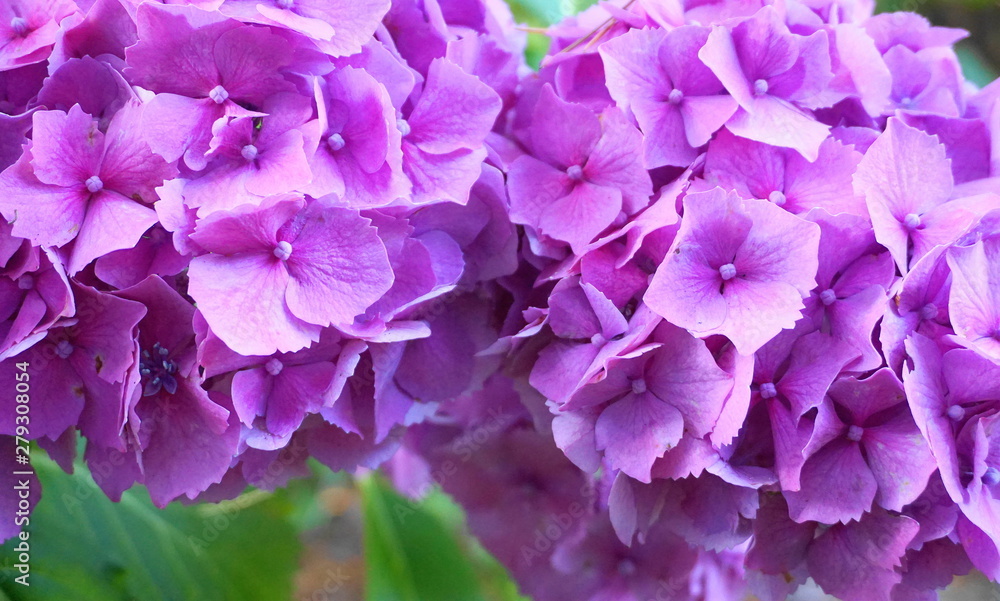 Beautiful Hydrangea serrata flowers close up. Common names Mountain ...