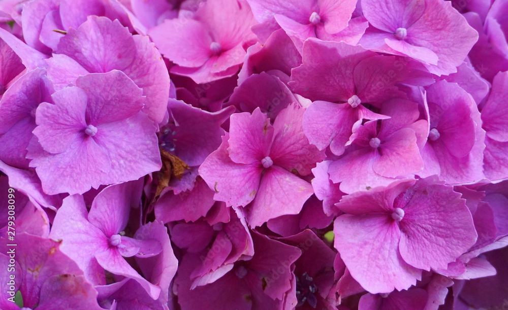 Beautiful Hydrangea serrata flowers close up. Common names Mountain ...