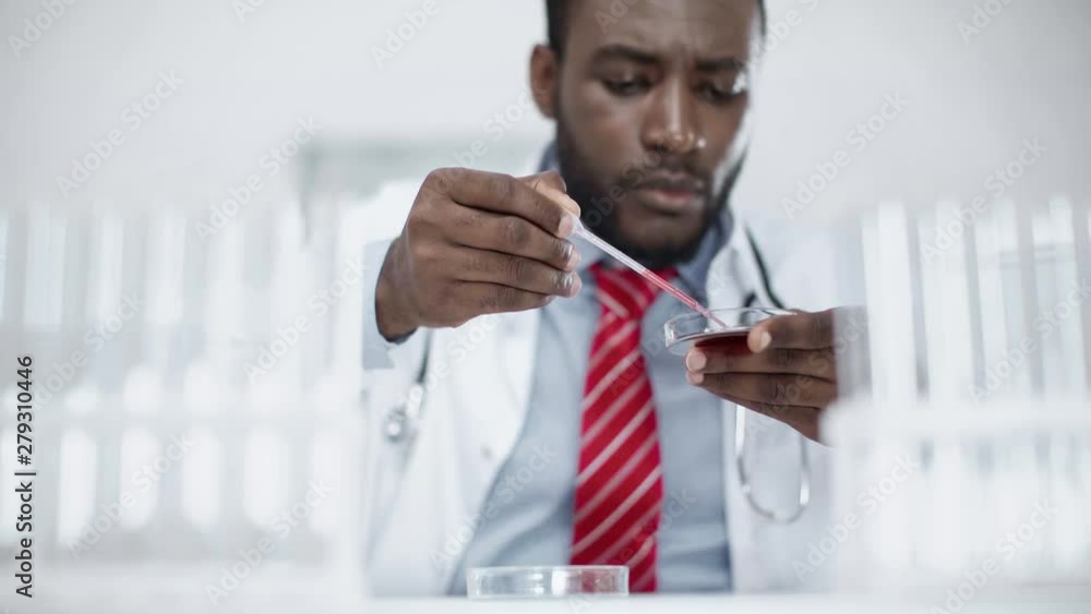 attenive african american scientist using dropper and petri dishes ...