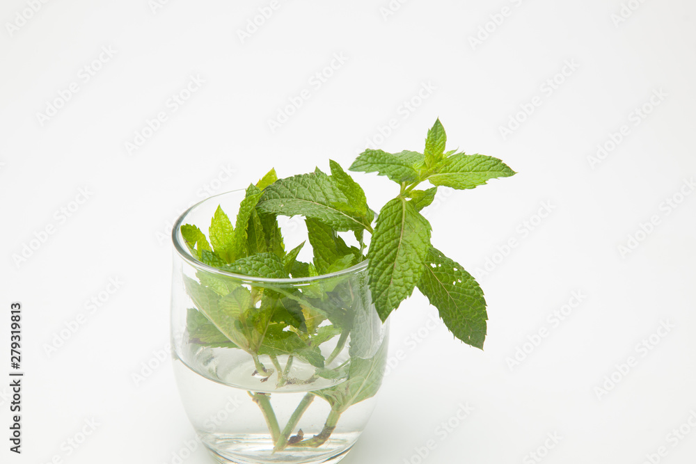 Hojas de menta; la menta es una hierba cuyas hojas tienen mucho aroma y ...