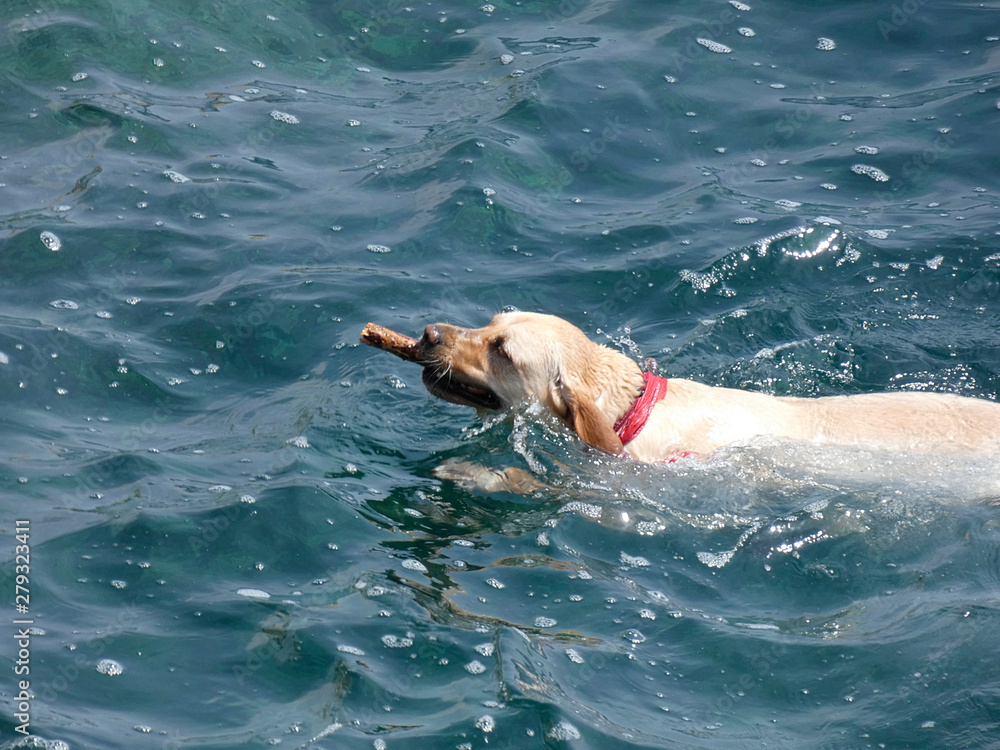 Perro nadando en el agua del mar con un trozo de palo en la boca ...
