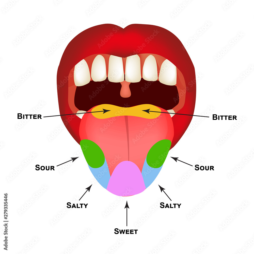 Anatomical structure of the tongue. Taste buds on the tongue. Bitter ...