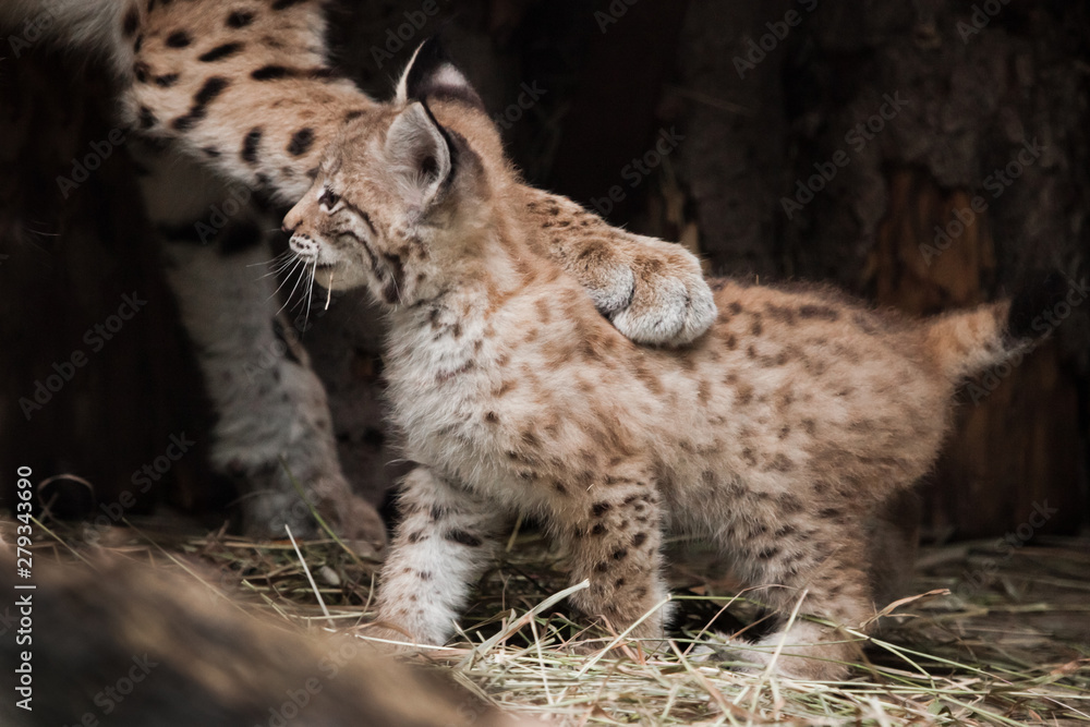 little kitty is a lynx and his mom's paw is on his back Stock Photo ...