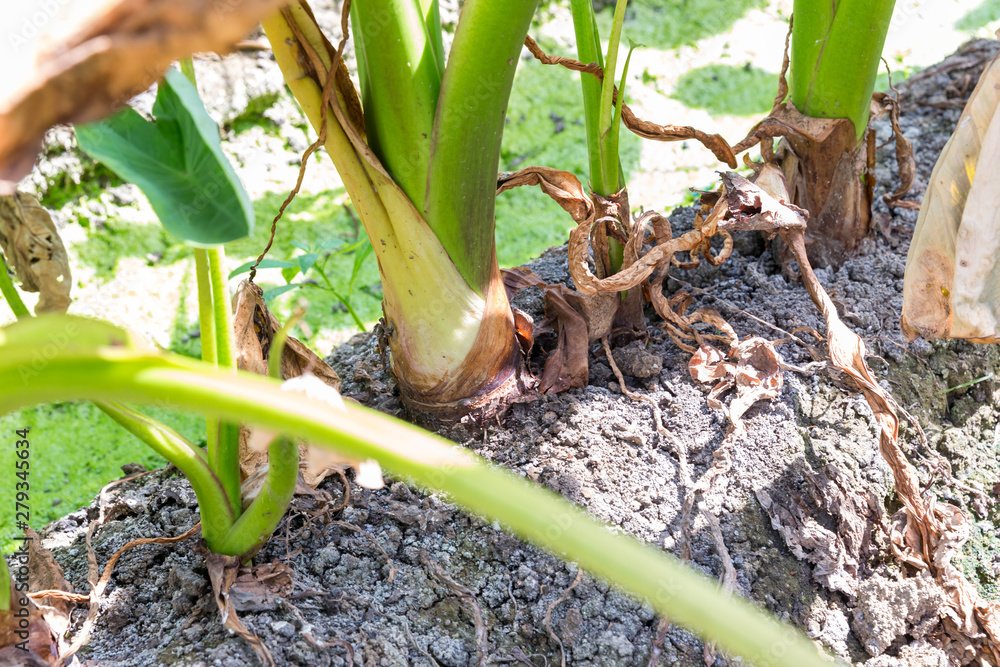 Green Taro Plant. A field of taro plants . A field of taro farm plants ...