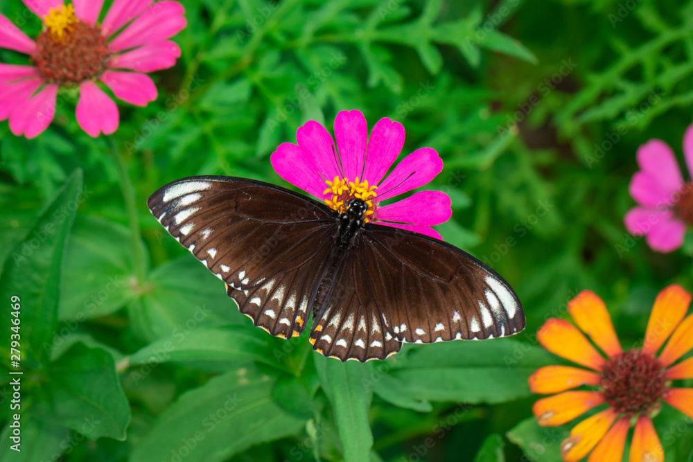 Image of common indian crow(Euploea core layardi) is sucking nectar ...