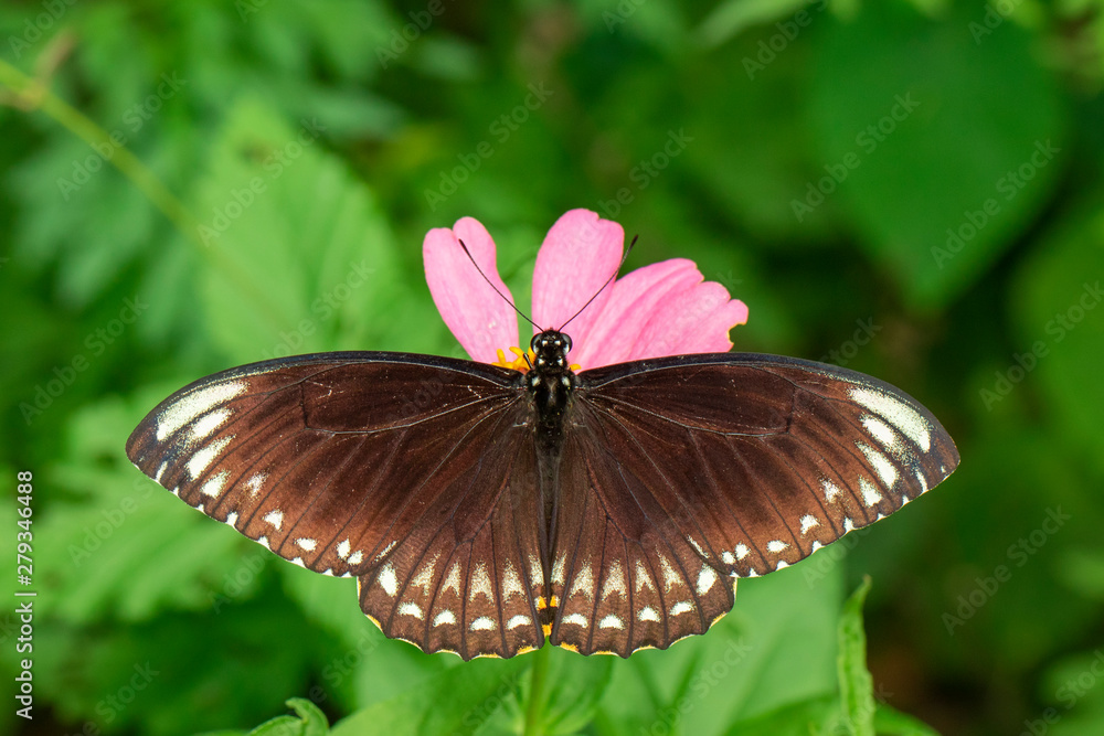 Image of common indian crow(Euploea core layardi) is sucking nectar ...