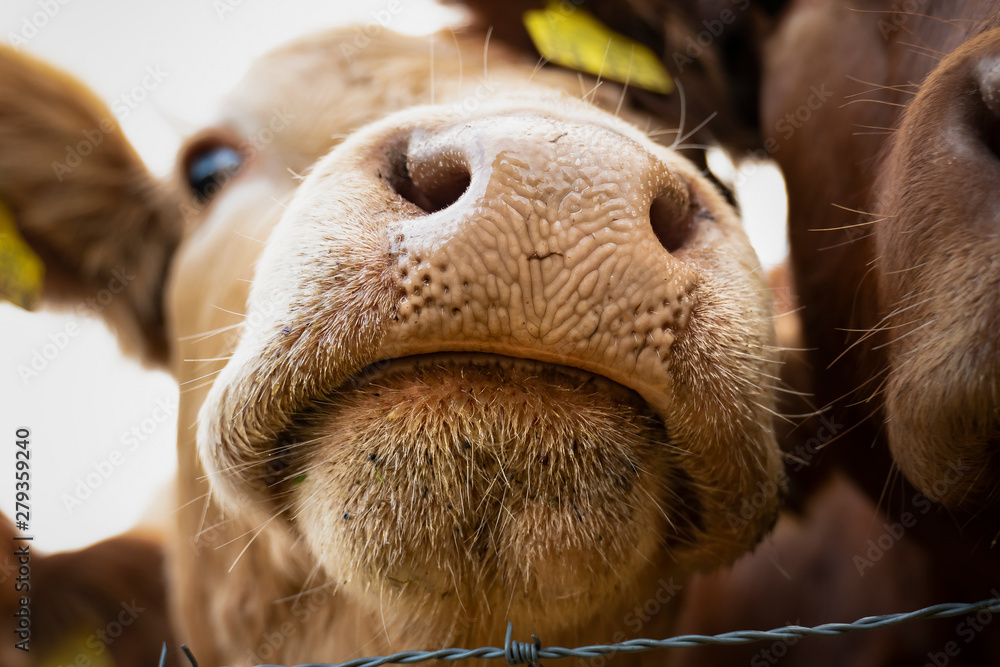 The mouth of a cow from the front. The mouth shows hair, furrows, lips ...