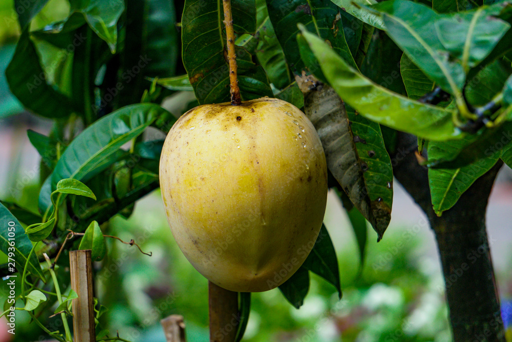 Salem Bangalora, Bengalura Mangoes, One kg size Mango Stock Photo ...