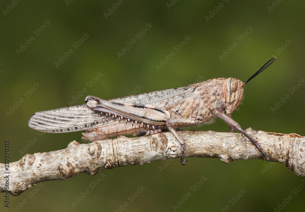 Anacridium aegyptium Egyptian locust large grasshopper just after ...