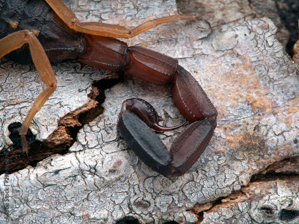 telson (tail) and sting of a juvenile brown bark scorpion, Centruroides ...