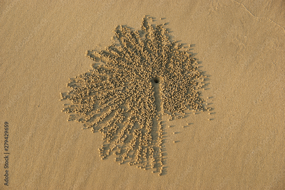 crab sand balls. male crab lays out beautiful patterns of sand balls ...