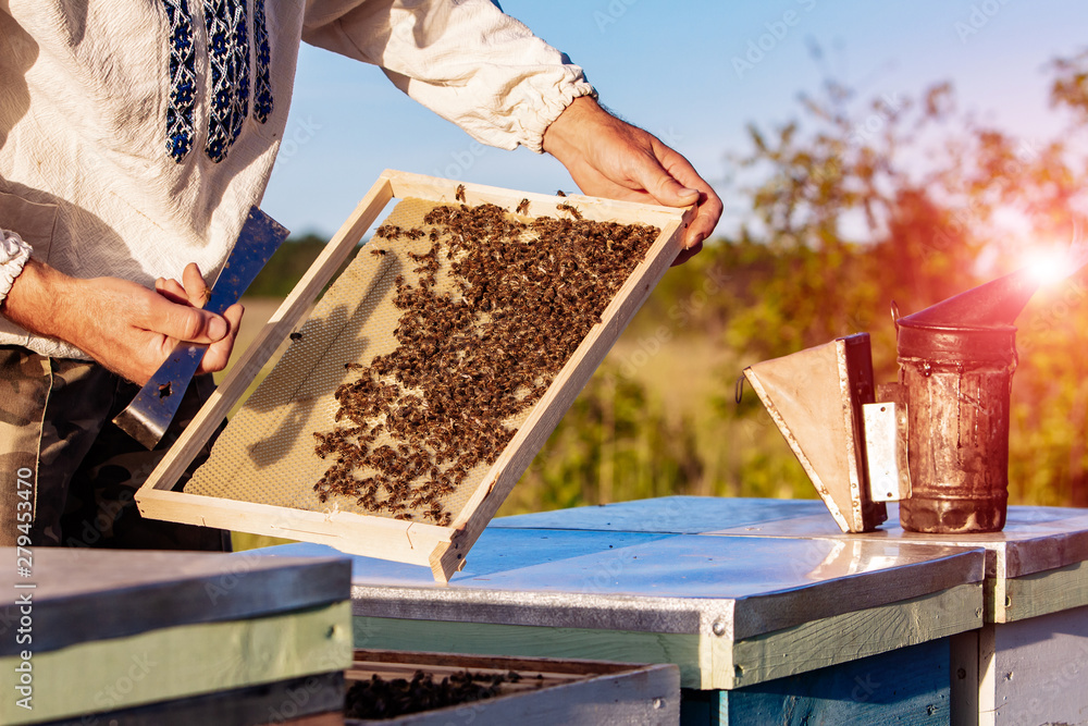 Hand of beekeeper is working with bees and beehives on the apiary. Bees ...